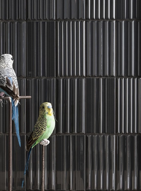 STRUCTURA • BICOLOR